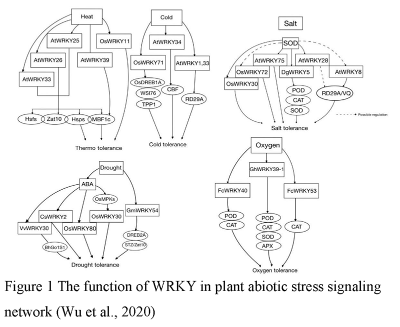 Research Progress of WRKY Transcription Factor Family in Plant Stress ...