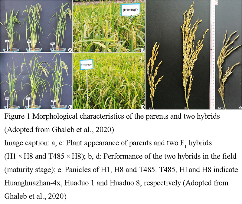 Autotetraploid Rice Hybrids: Overcoming Sterility Barriers for Enhanced ...