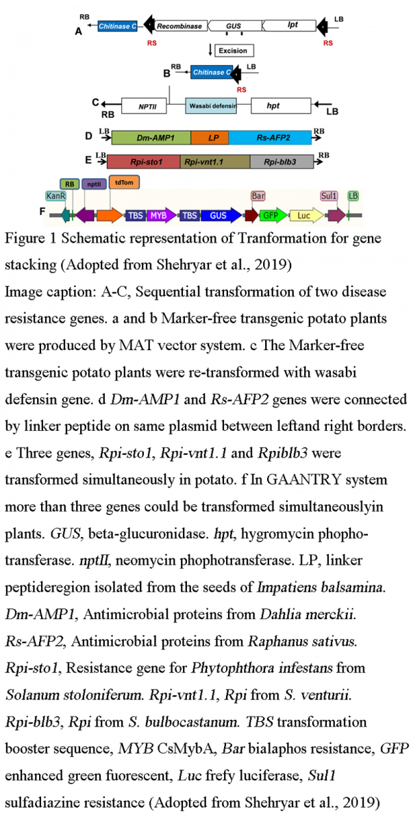 Application of Multi-Gene Stacking Strategies in Citrus Pest Resistance ...