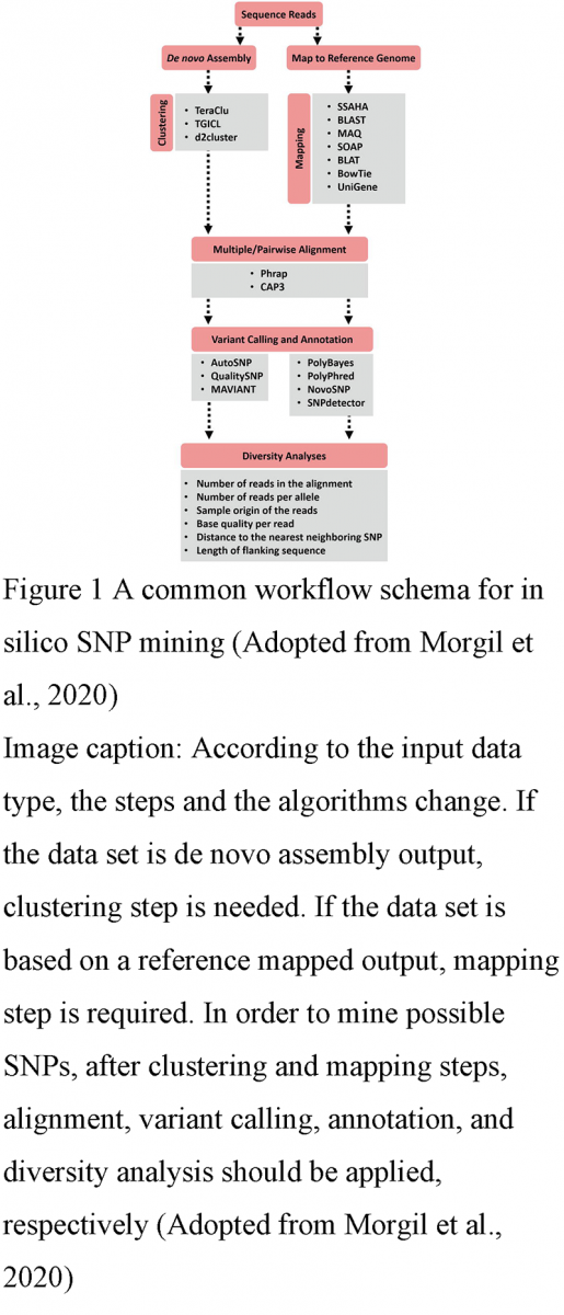 Nucleotide Polymorphism in Zea : Patterns and Influences on Crop Traits ...