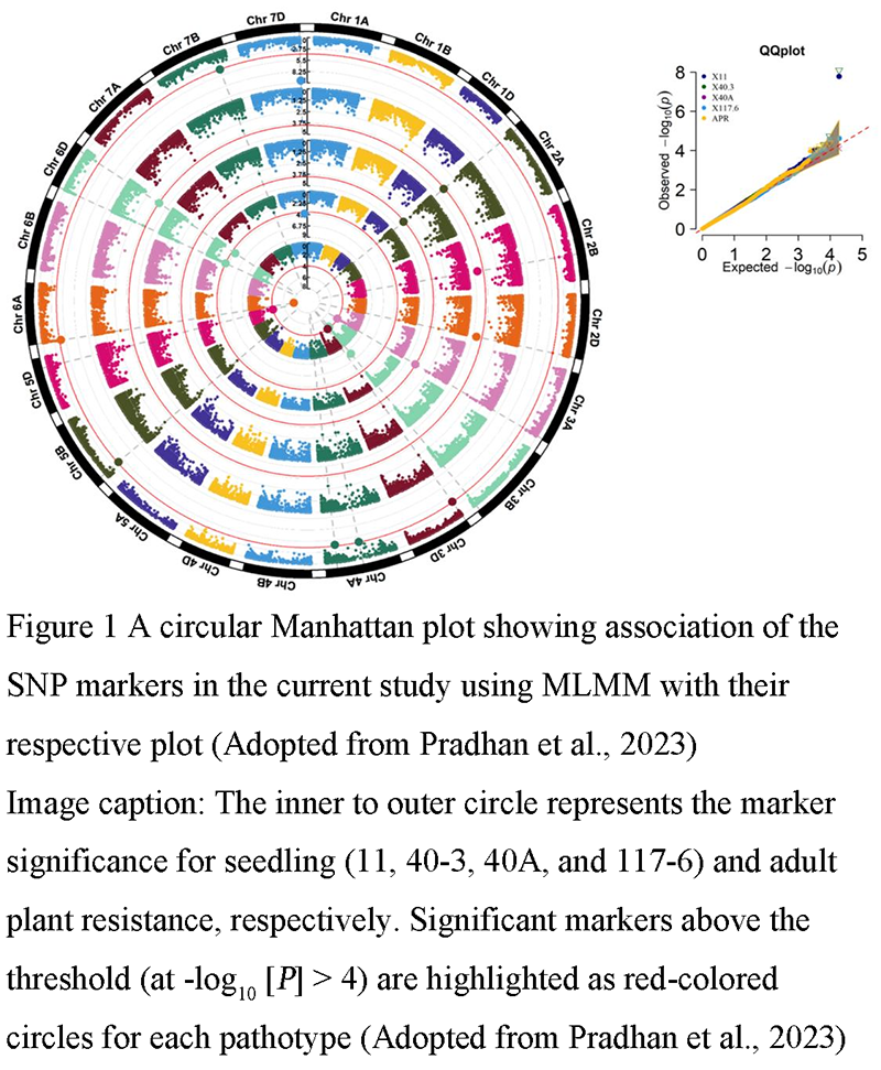 Utilizing High-Throughput Phenotyping for Disease Resistance in Wheat ...