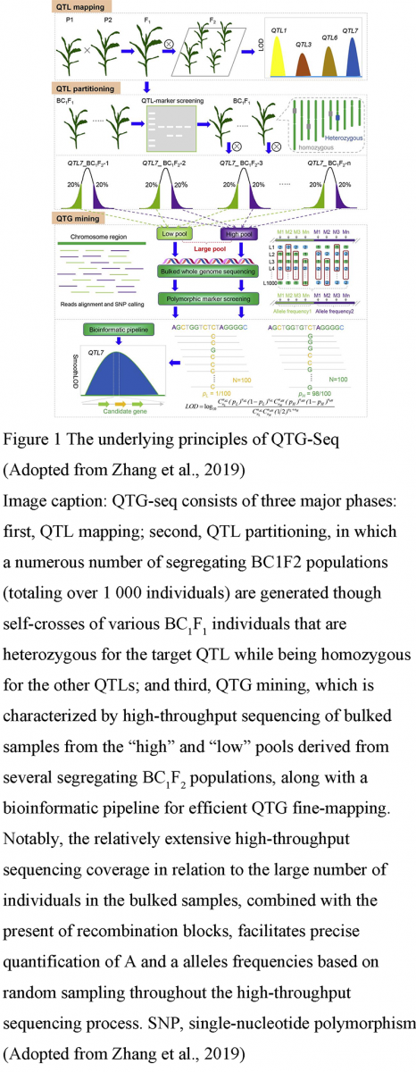Integrating QTL Mapping and Genomic Selection in Eucommia ulmoides Breeding | Wang 1 | Molecular ...