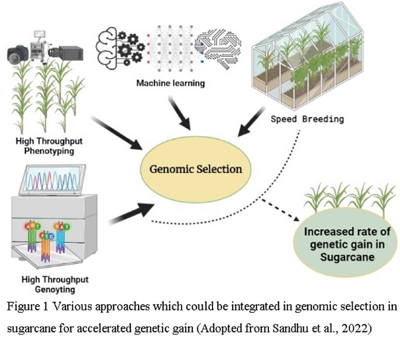 Diversity and Cultivation of Sugarcane: From Traditional Practices to ...