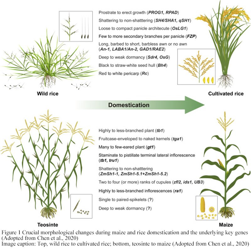 Genetic Engineering in Maize Breeding: Enhancing Global Food Security ...
