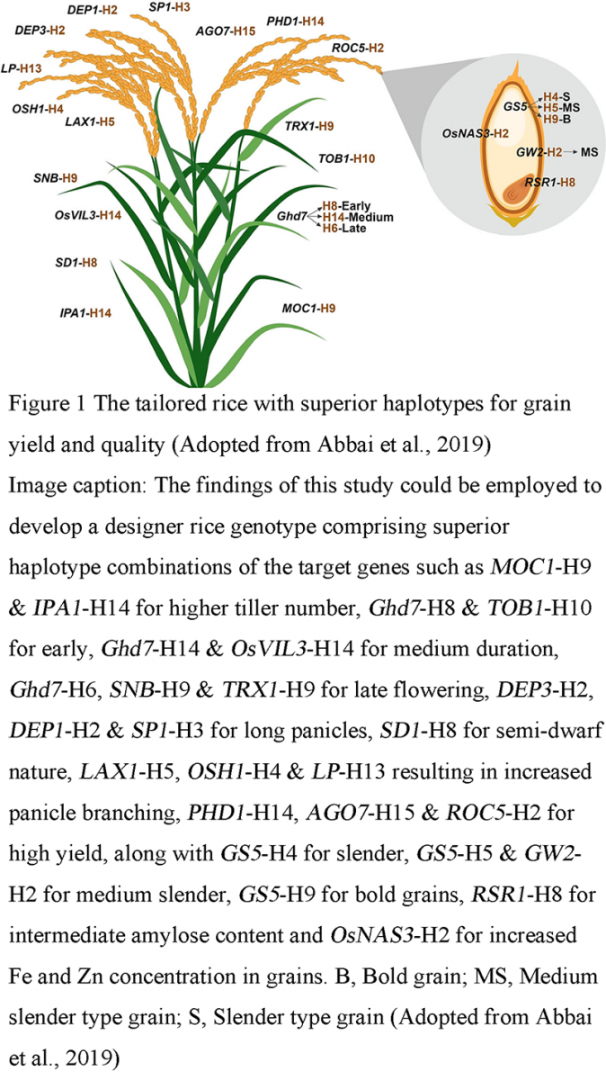 Tailor-Made Rice: Using Haplotype Analysis to Design High-Yielding ...