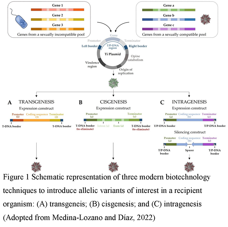Utilizing Sweet Potato Genetic Diversity and Molecular Breeding ...