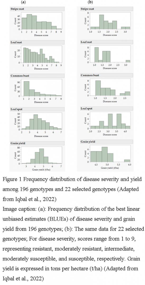 Developing Disease-Resistant Wheat Varieties Through Genomic Approaches ...