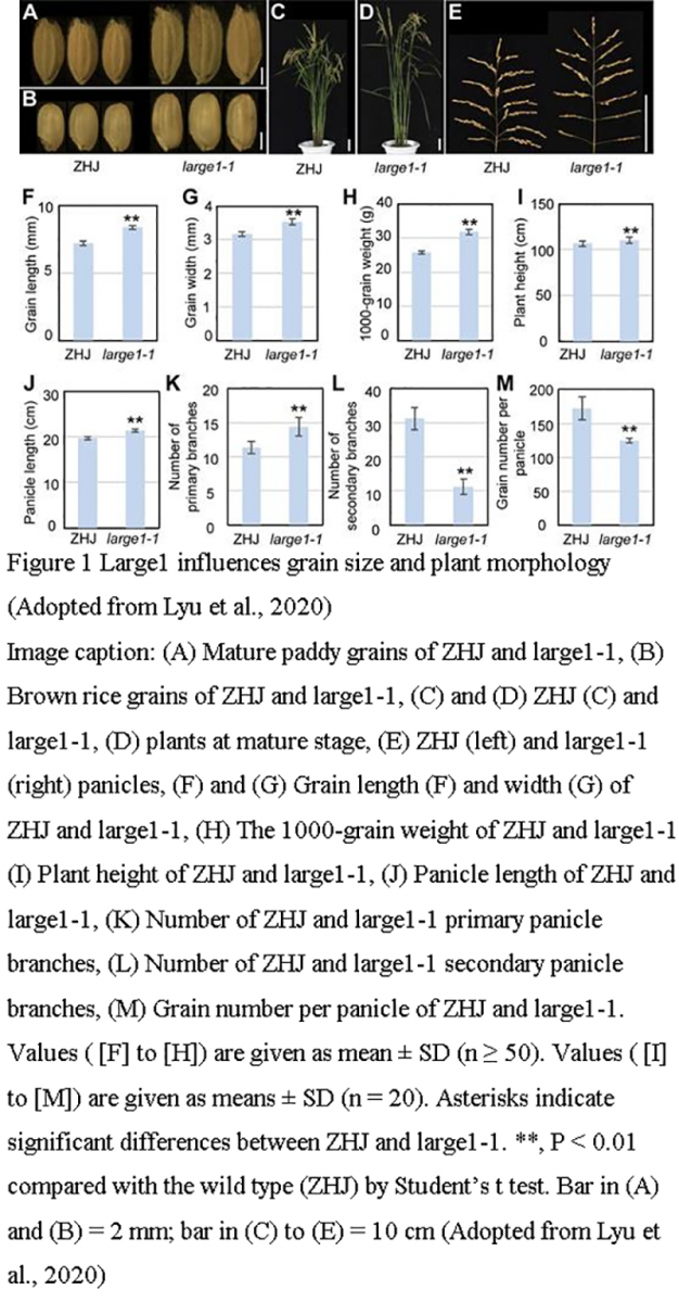 Genomic Insights into Grain Size and Weight: The GS2 Gene's Role in ...