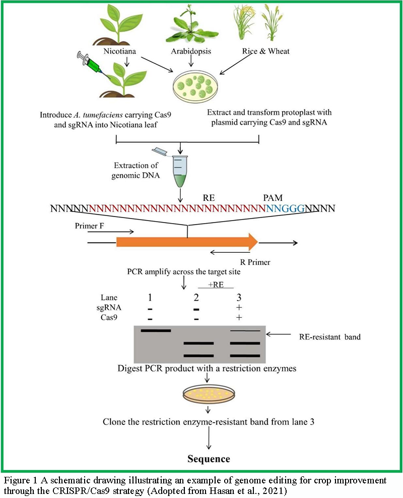 Marker-Assisted Selection (MAS) in Soybean Breeding | Gao | Molecular ...