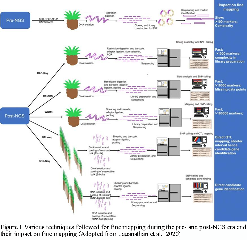 Review of Genetic Mapping and Marker-Assisted Selection in Potato ...