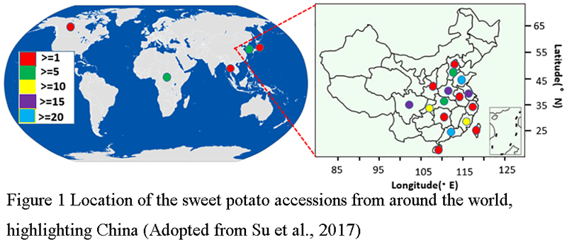 Genetic Diversity in Sweet Potato: A Review of Global Germplasm | Zhang ...
