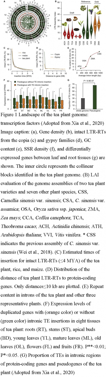 Wild Tea Species as a Genetic Resource for Future Breeding Programs ...