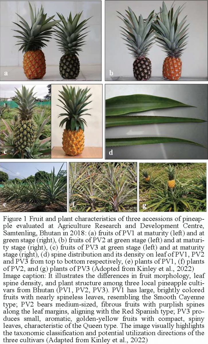 Stages Of A Pineapple Plant Pics Of Different Stages Of Our Pineapple