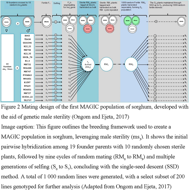 Expanding Genetic Horizons: The Role of MAGIC Populations in Enhancing ...