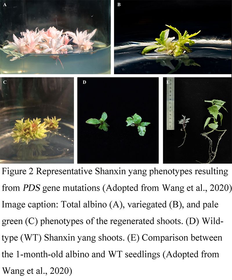 Application of CRISPR/Cas9 Technology in Editing Poplar Drought ...