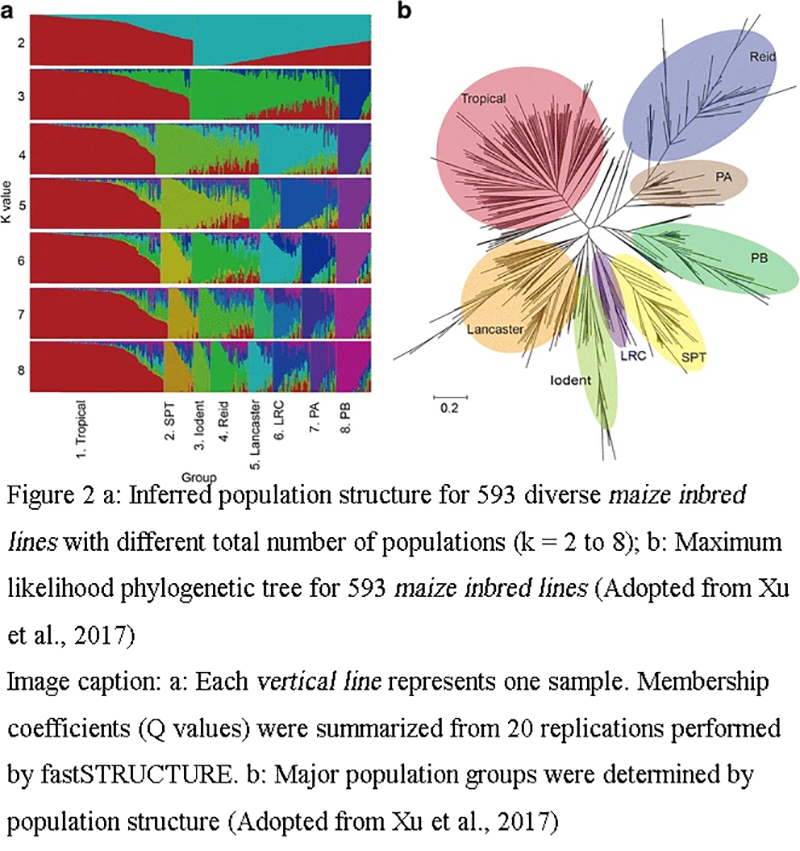Nucleotide Polymorphism in Zea : Patterns and Influences on Crop Traits ...