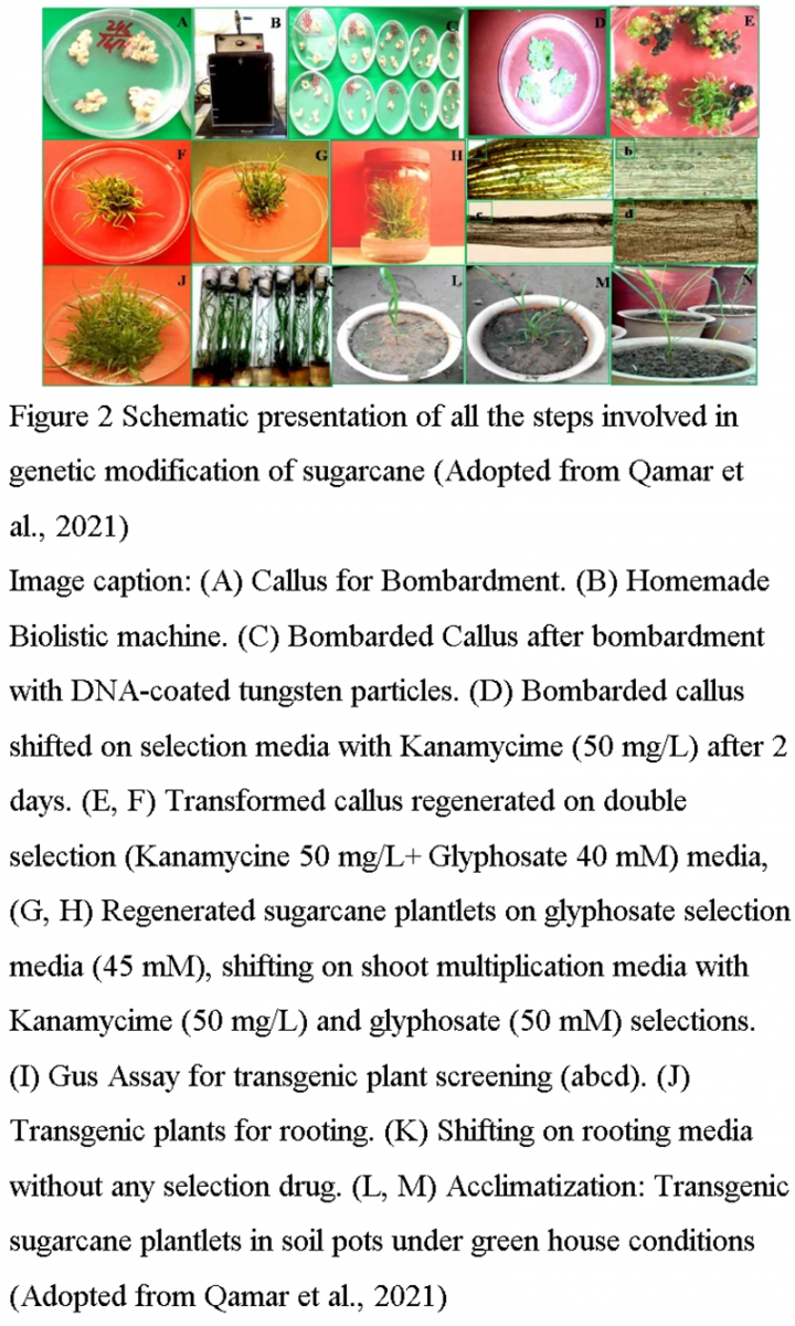 Diversity and Cultivation of Sugarcane: From Traditional Practices to ...