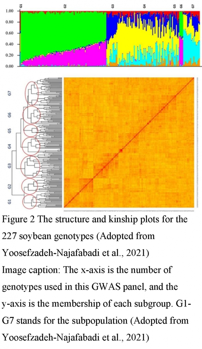 Identification and Application of Yield-Related QTLs in Soybean Based on GWAS | Cao | Molecular ...