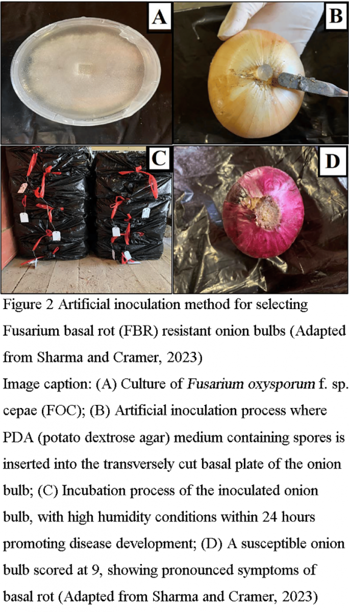 Enhancing Disease Resistance and Yield in Welsh Onion through Marker ...