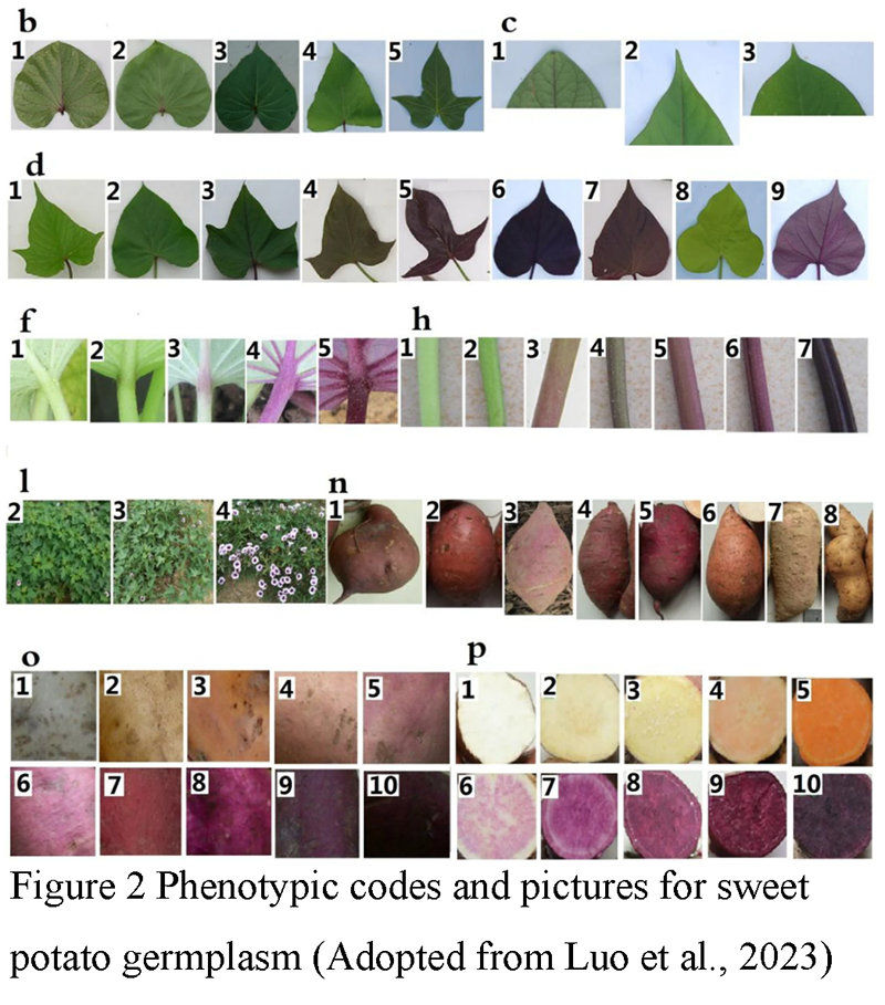 Genetic Diversity in Sweet Potato: A Review of Global Germplasm | Zhang ...