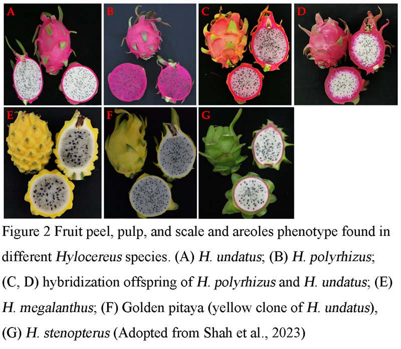 Advances in Molecular Breeding Techniques for Pitaya ( Hylocereus ...