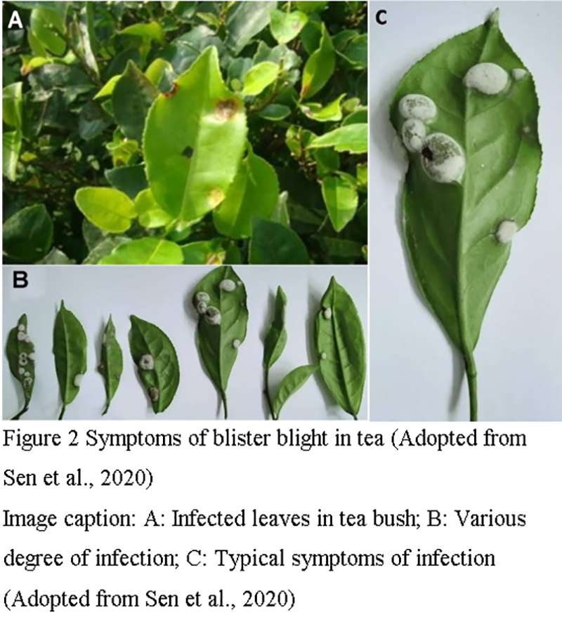 Wild Tea Species as a Genetic Resource for Future Breeding Programs ...