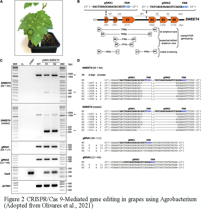 Advances in Grapevine Disease Resistance: CRISPR/Cas9 Applications ...