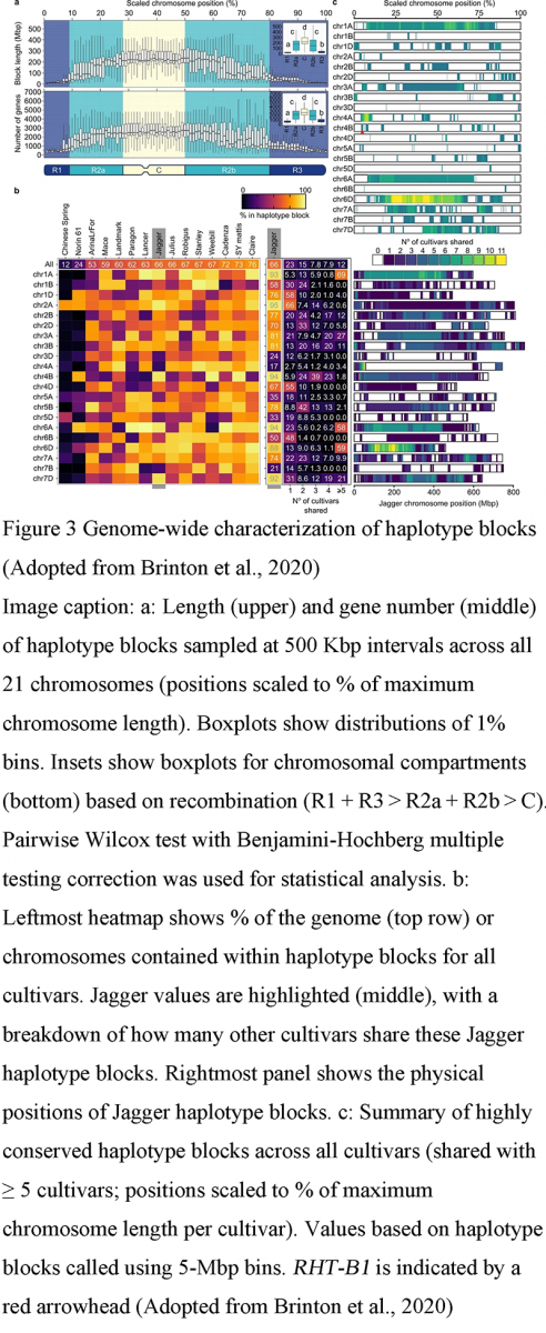 Tailor-Made Rice: Using Haplotype Analysis to Design High-Yielding ...