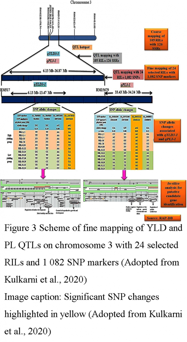 Systematic Analysis of QTLs for Rice Yield and Quality: From Mapping to ...