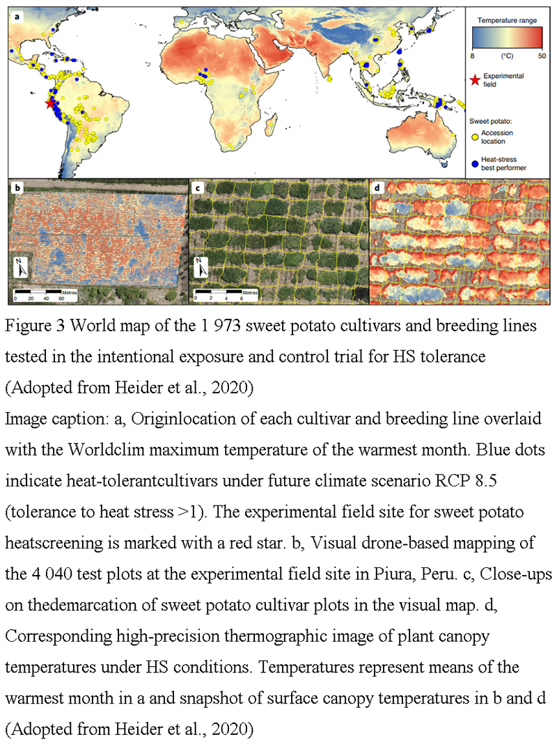 Utilizing Sweet Potato Genetic Diversity and Molecular Breeding ...