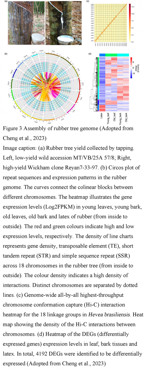 Prospects of Genetic Modification in Enhancing Eucommia ulmoides ...