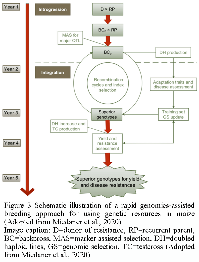 Integrating Haploid Breeding and Germplasm Innovation in Maize Disease ...