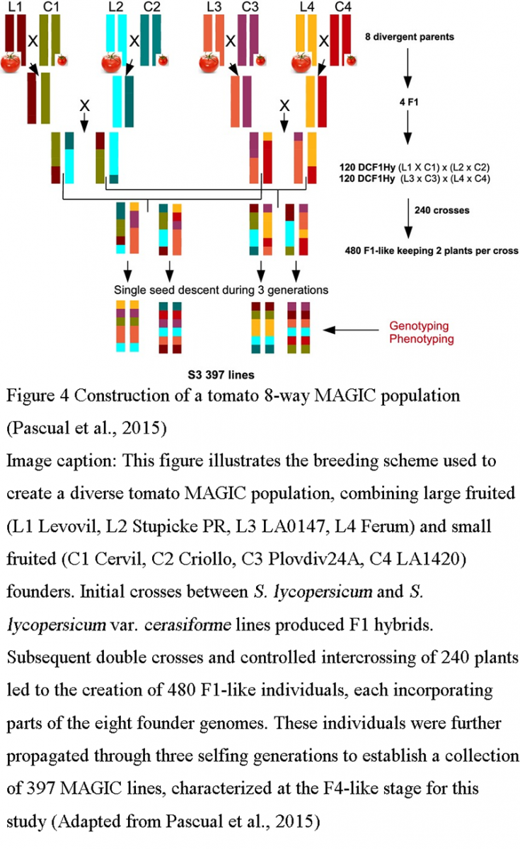 Expanding Genetic Horizons: The Role of MAGIC Populations in Enhancing ...