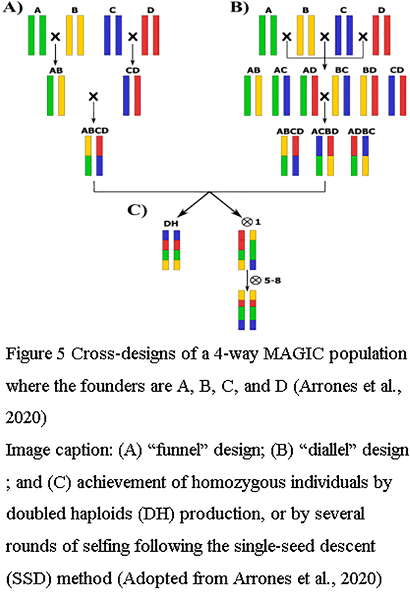 Expanding Genetic Horizons: The Role of MAGIC Populations in Enhancing ...